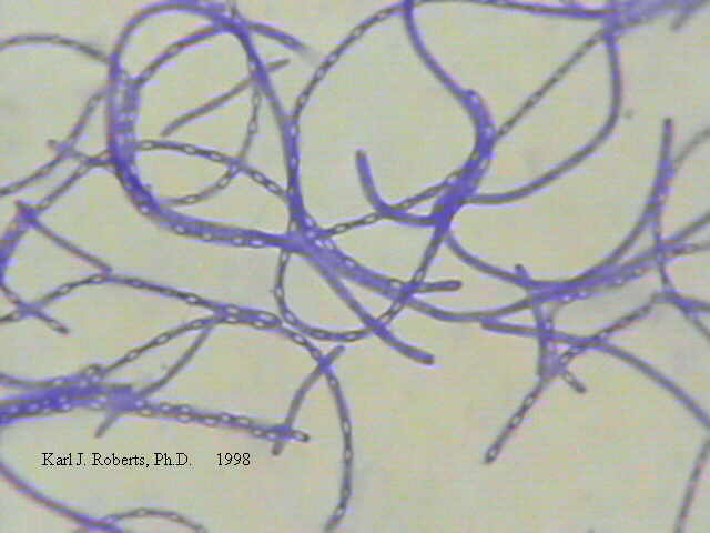 Bacillus Subtilis Gram Stain 1000x