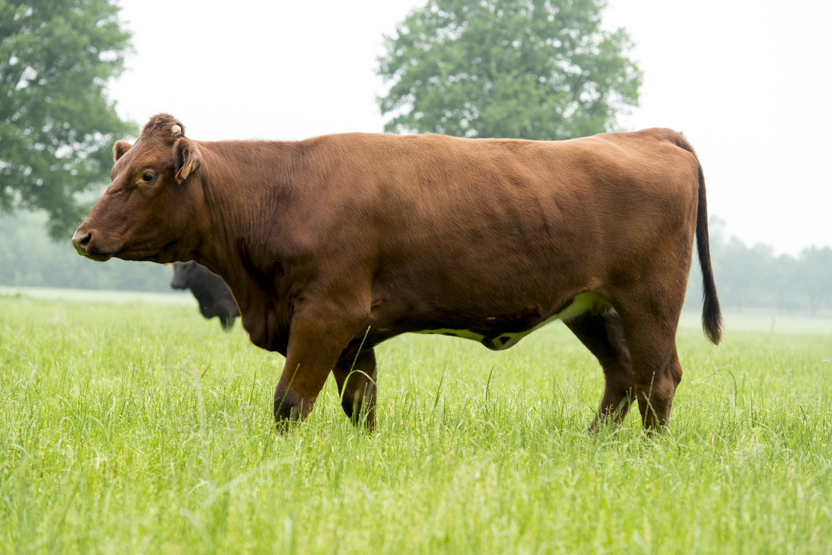 Runderrassen Flashcards | Memorang