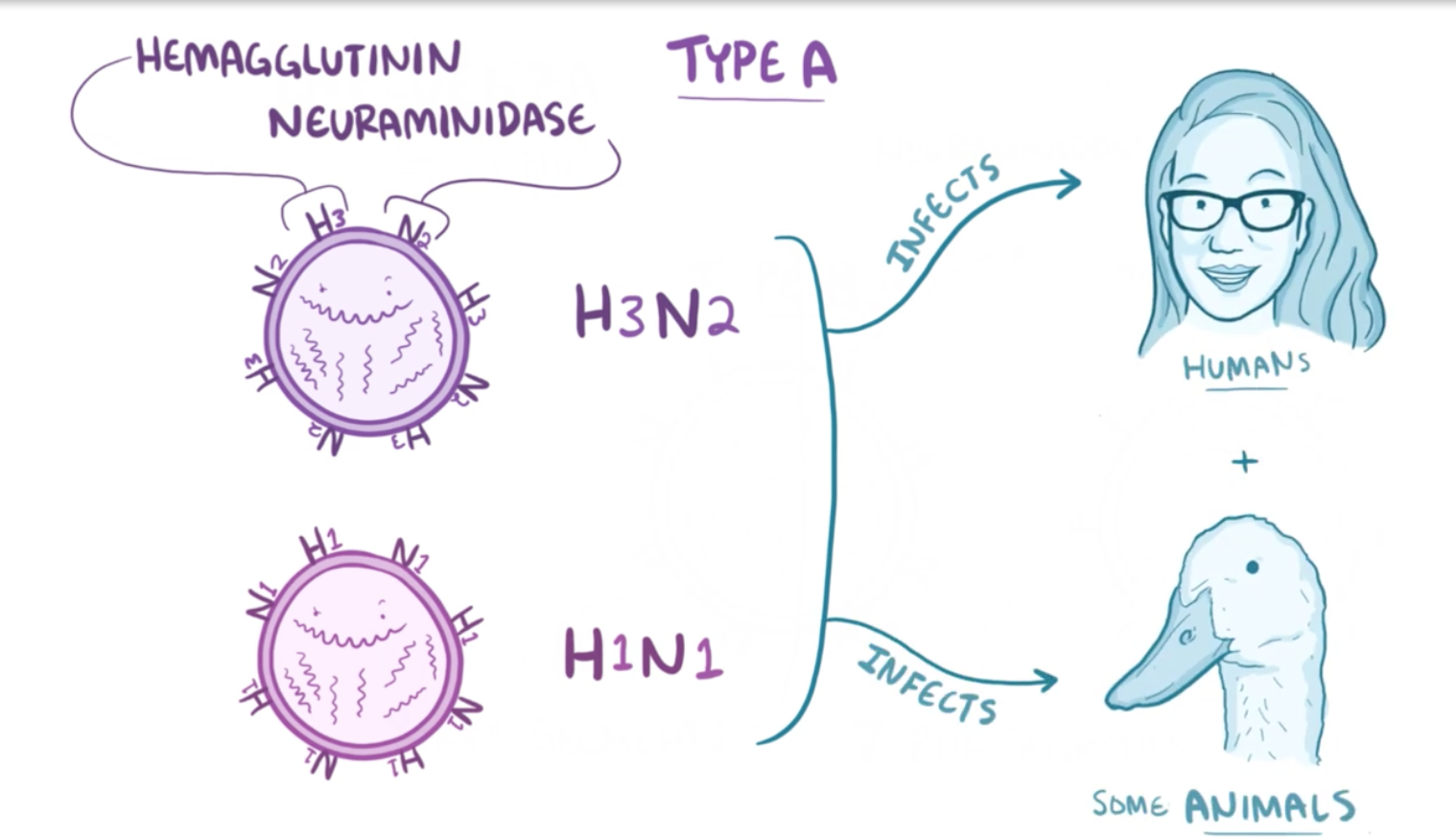 Influenza Flashcards | Memorang