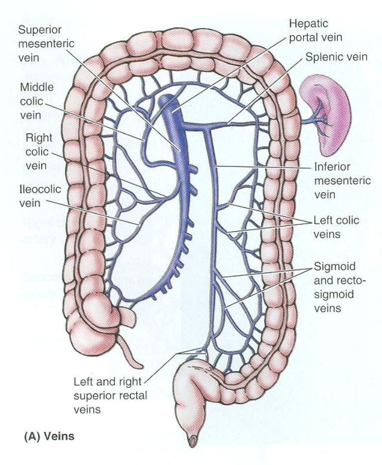 Inferior Mesenteric Vein And Artery