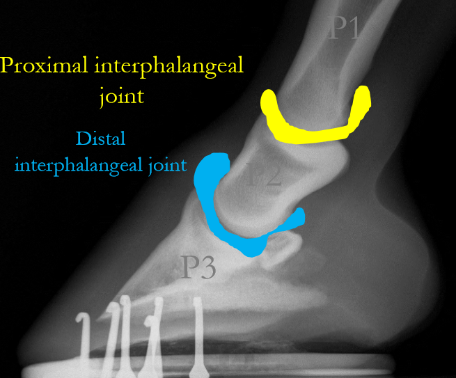 Distal Interphalangeal Joint Horse