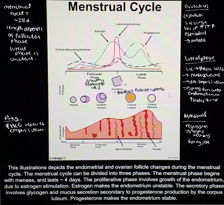 OBGYN Flashcards | Memorang