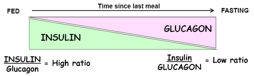 GS_L28_InsulinandGlucagon Flashcards | Memorang