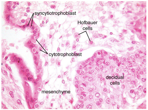 Syncytiotrophoblast