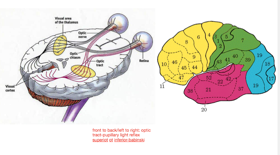 Forebrain Flashcards | Memorang