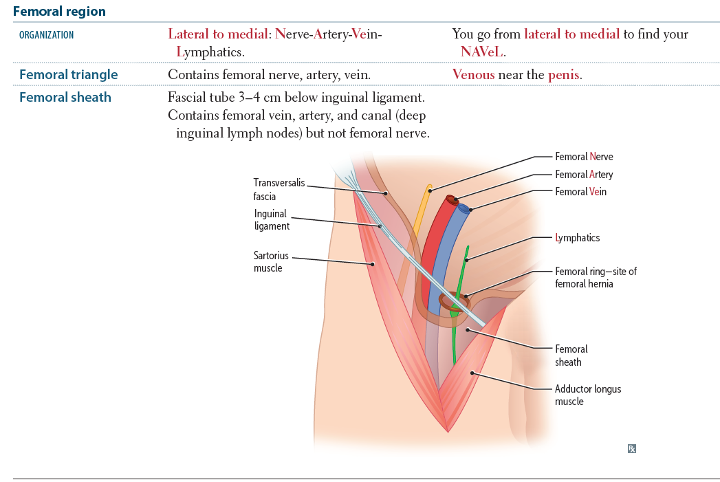 Femoral Region