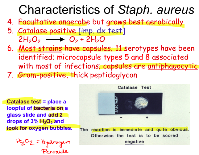 Staph Flashcards | Memorang