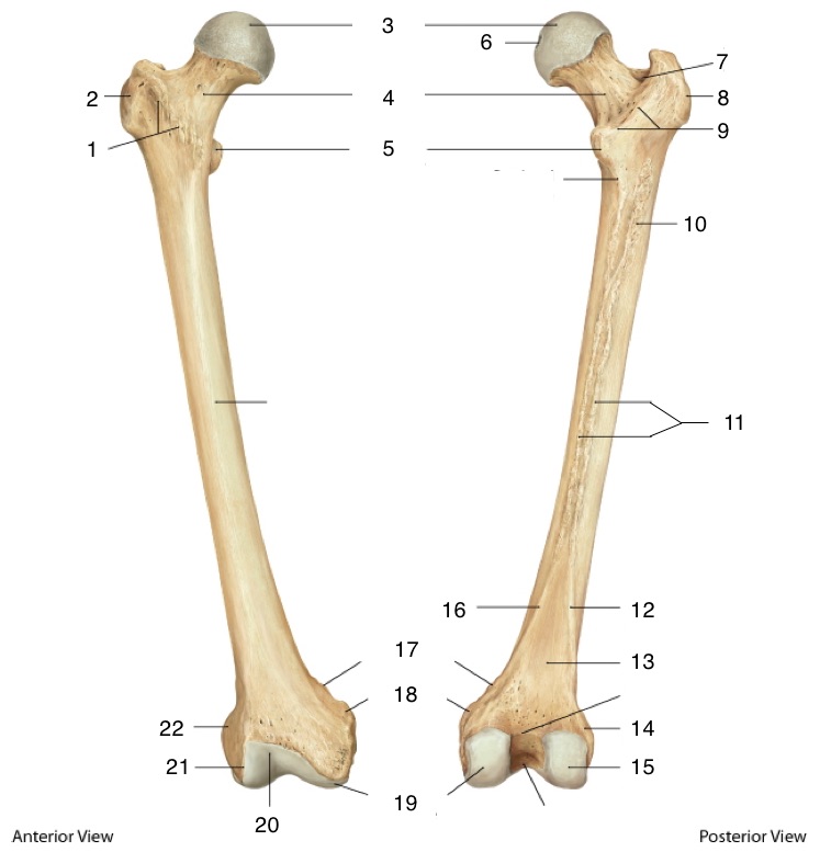 Unlabeled Femur