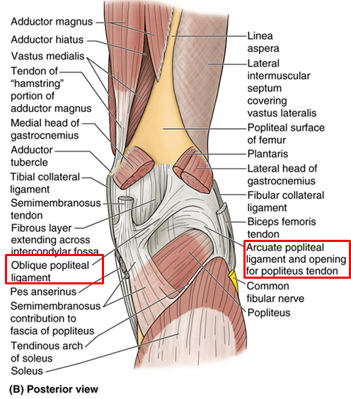 Oblique Popliteal Ligament And Arcuate Popliteal Ligament