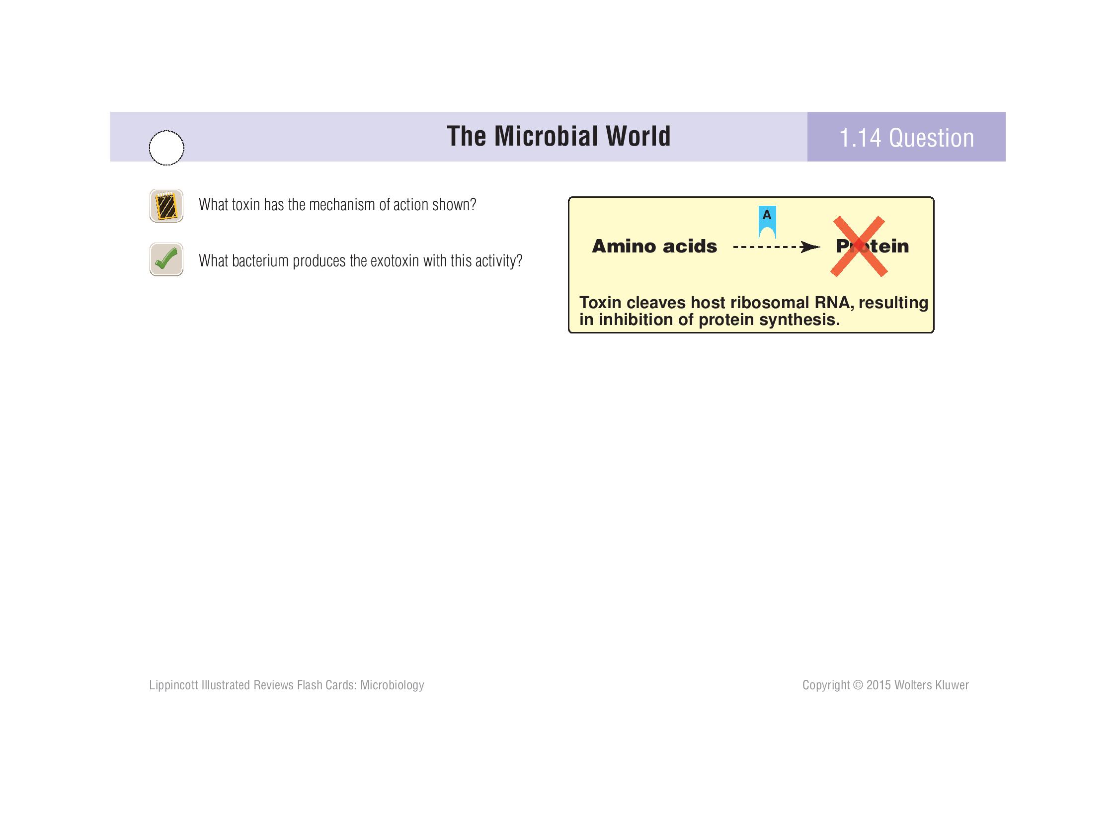 Microbiology Flashcards | Memorang