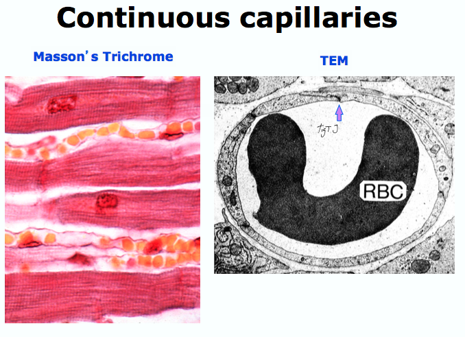 Continuous Capillaries Histology