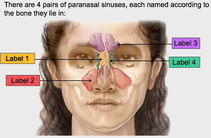 Paranasal Sinuses