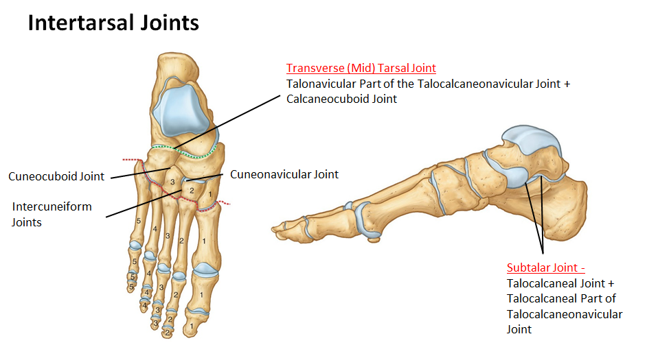 Intertarsal Joint