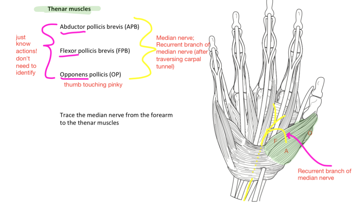 Lumbricals Innervation