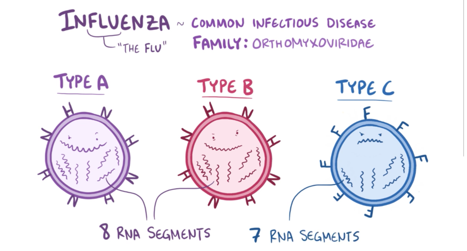 Influenza Flashcards | Memorang
