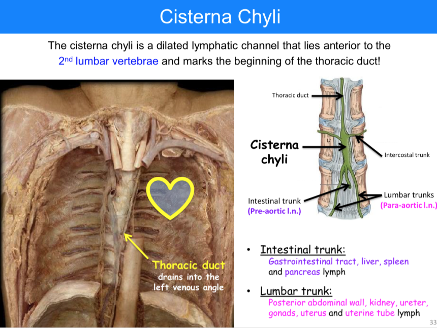 Cisterna Chyli Cadaver