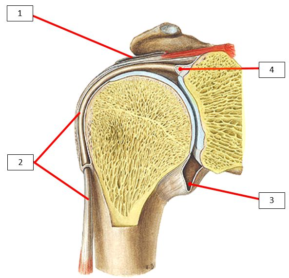 Hand Flashcards | Memorang