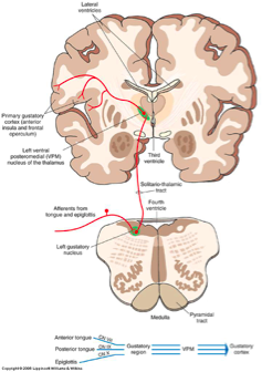 TASTE Flashcards | Memorang