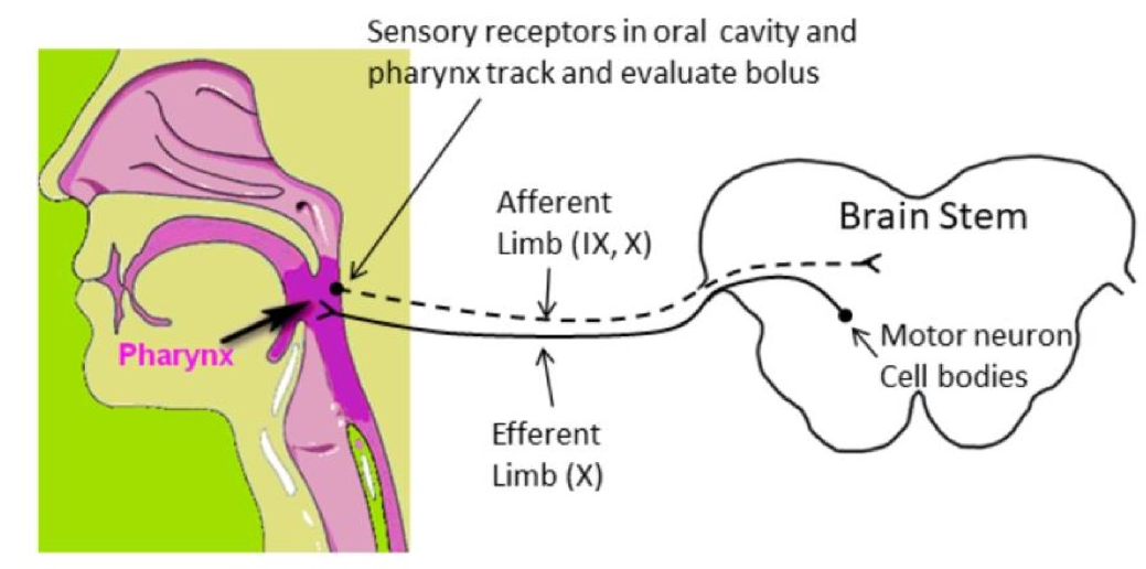 Pharynx Flashcards | Memorang