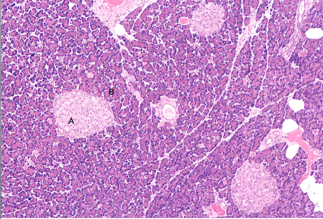 Microanatomy Flashcards | Memorang