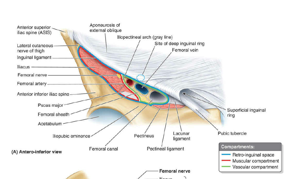 Iliopectineal Arch