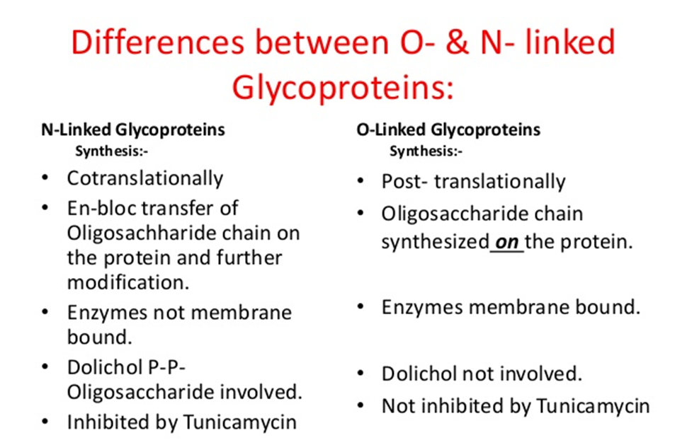 Proteoglycan Vs Glycoprotein
