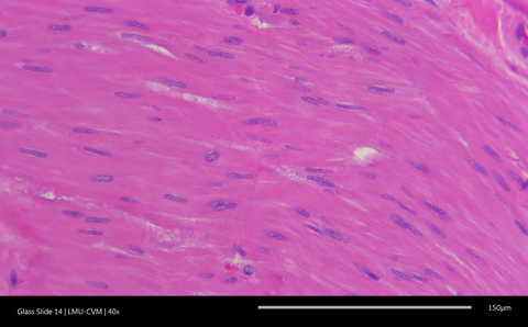 Smooth Muscle 40x