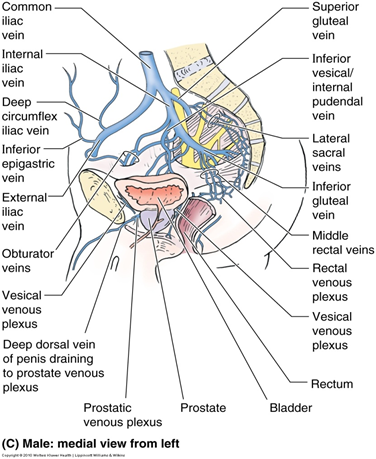 Prostatic Venous Plexus