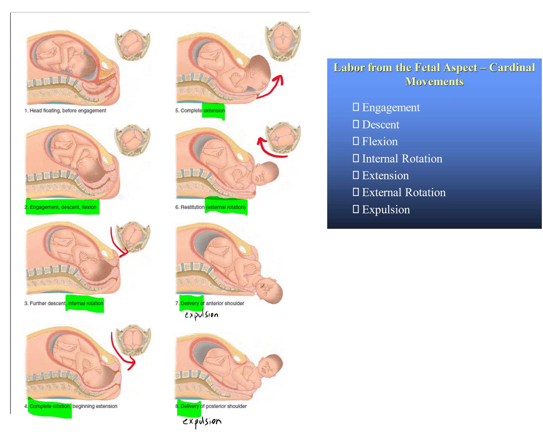 Cardinal Movements Of Labor