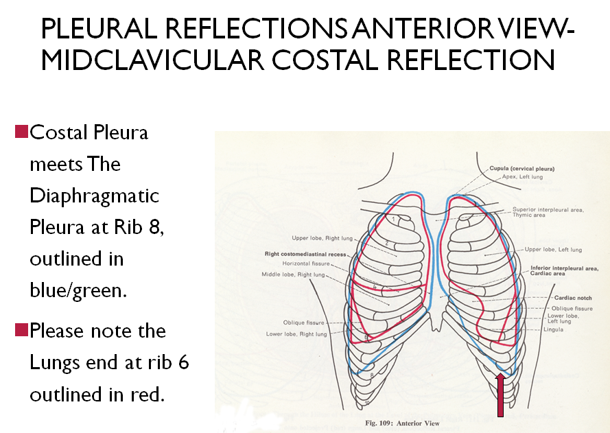Lines Of Pleural Reflection
