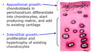Cartilage Flashcards | Memorang