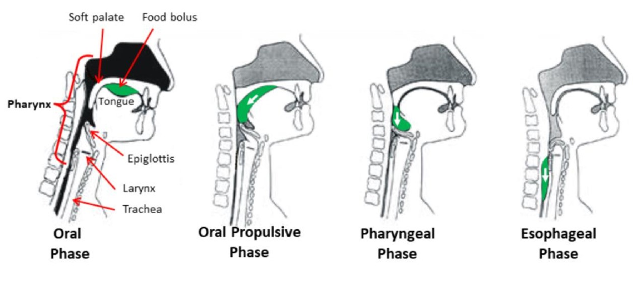 Pharynx Flashcards | Memorang