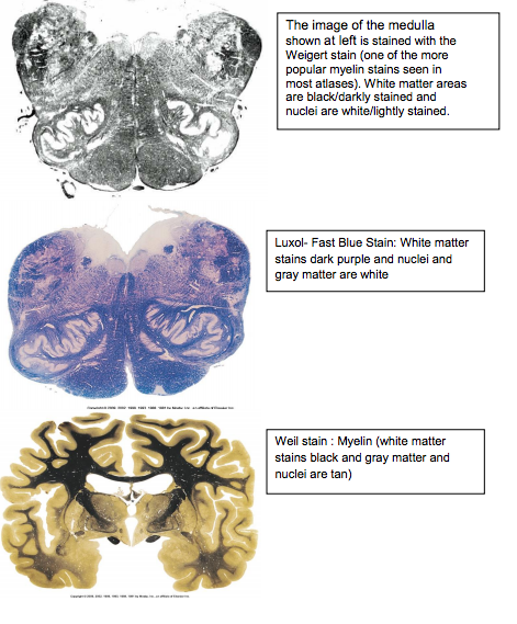 Neurohistology Flashcards | Memorang