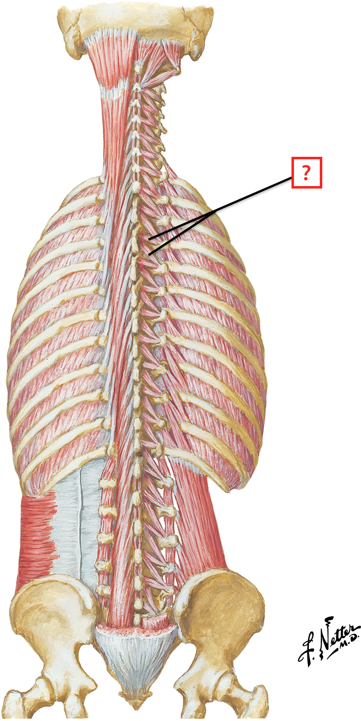 Semispinalis Multifidus And Rotatores