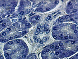 histo Flashcards | Memorang