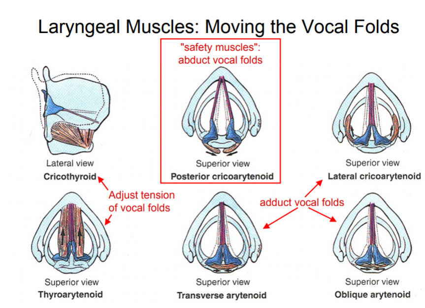 Vocal Fold Muscles