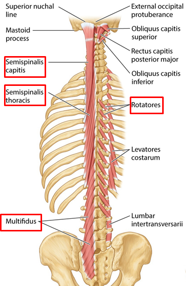 Semispinalis Multifidus Rotatores