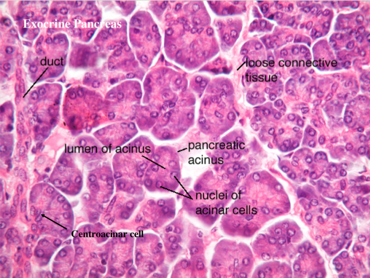Centroacinar Cells