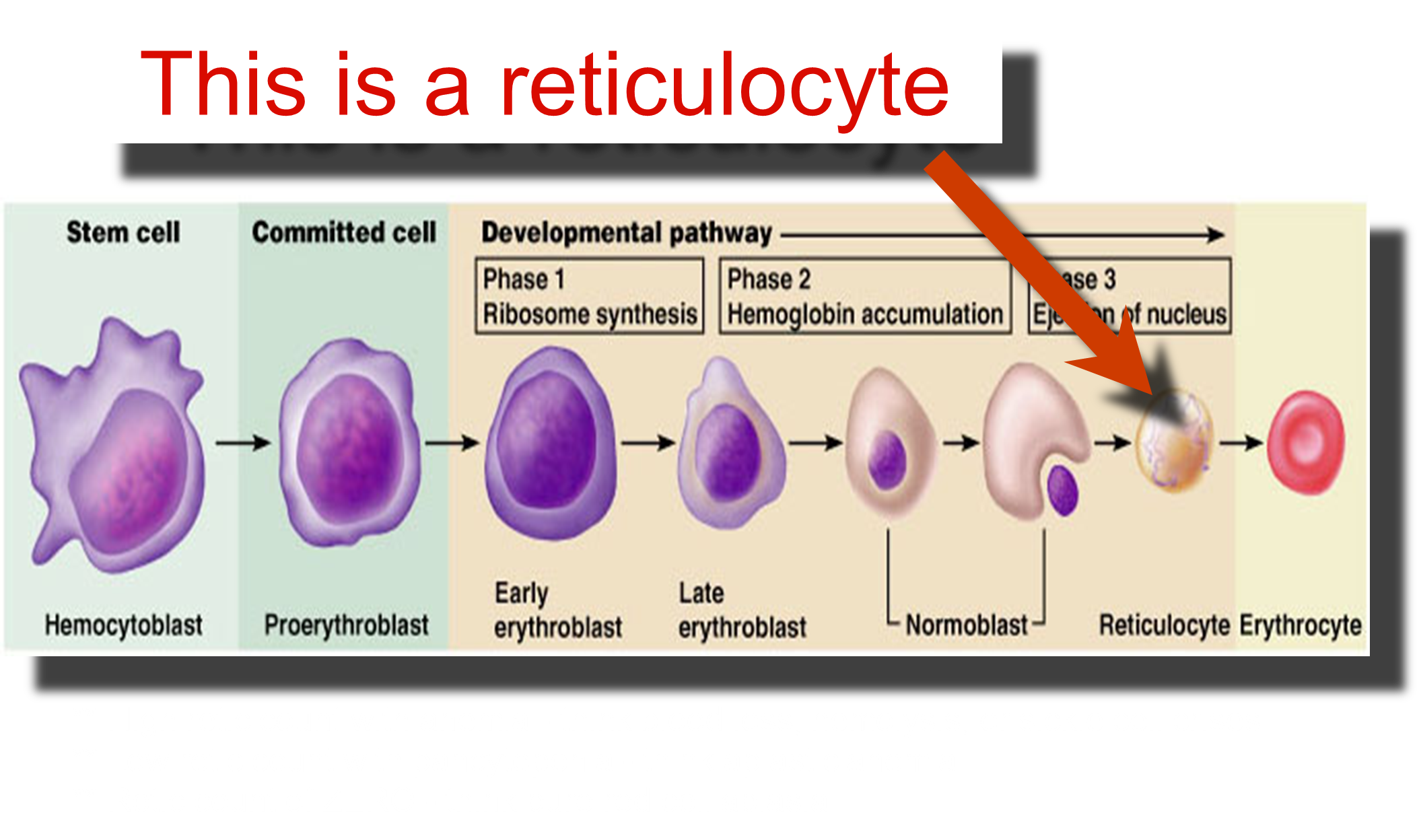 Reticulocyte And Erythrocyte