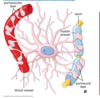 Neurohistology Flashcards | Memorang