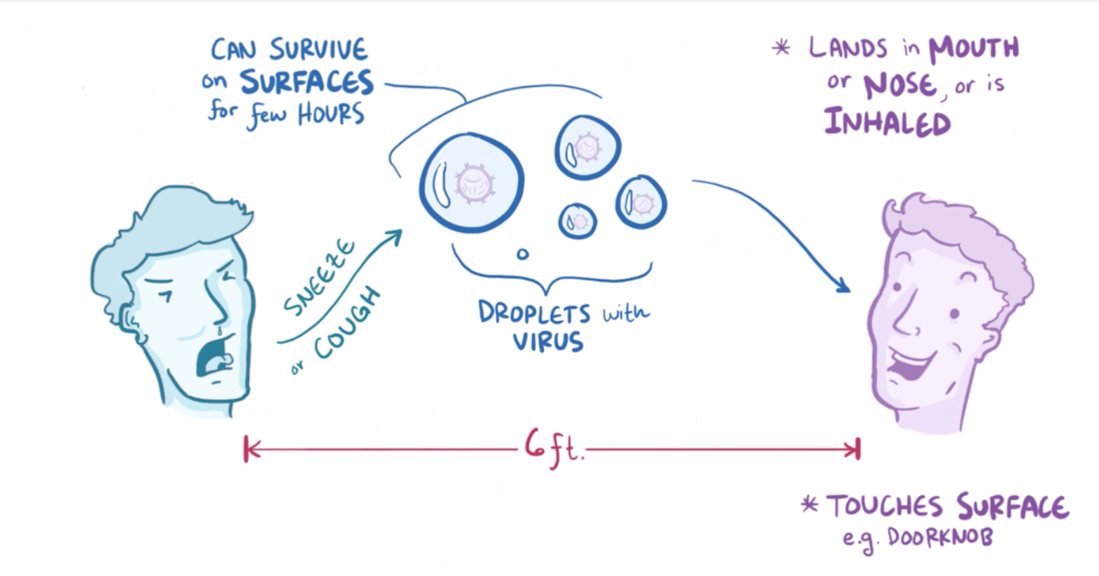 Influenza Flashcards | Memorang