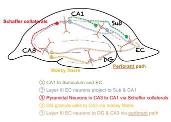 Neuron Flashcards | Memorang