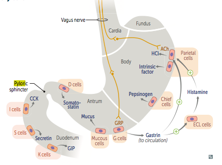 5/29/16 Flashcards | Memorang
