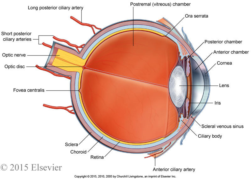 Anatomy Of The Eye Anatomy Of The Eye Flashcards Memorang