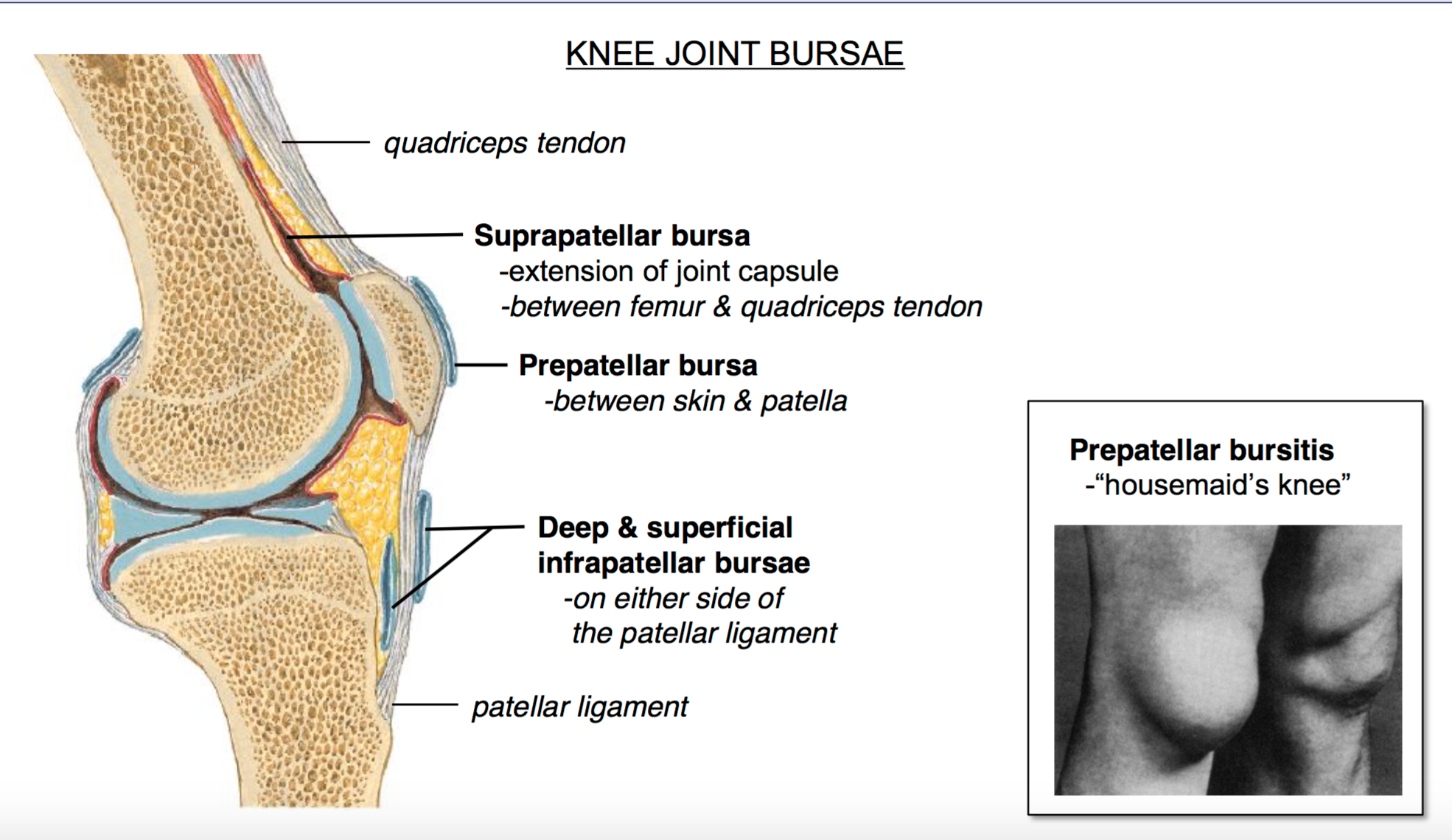 Fg Anatomy G49 Joints Of The Lower Extremity Anatomy Unit