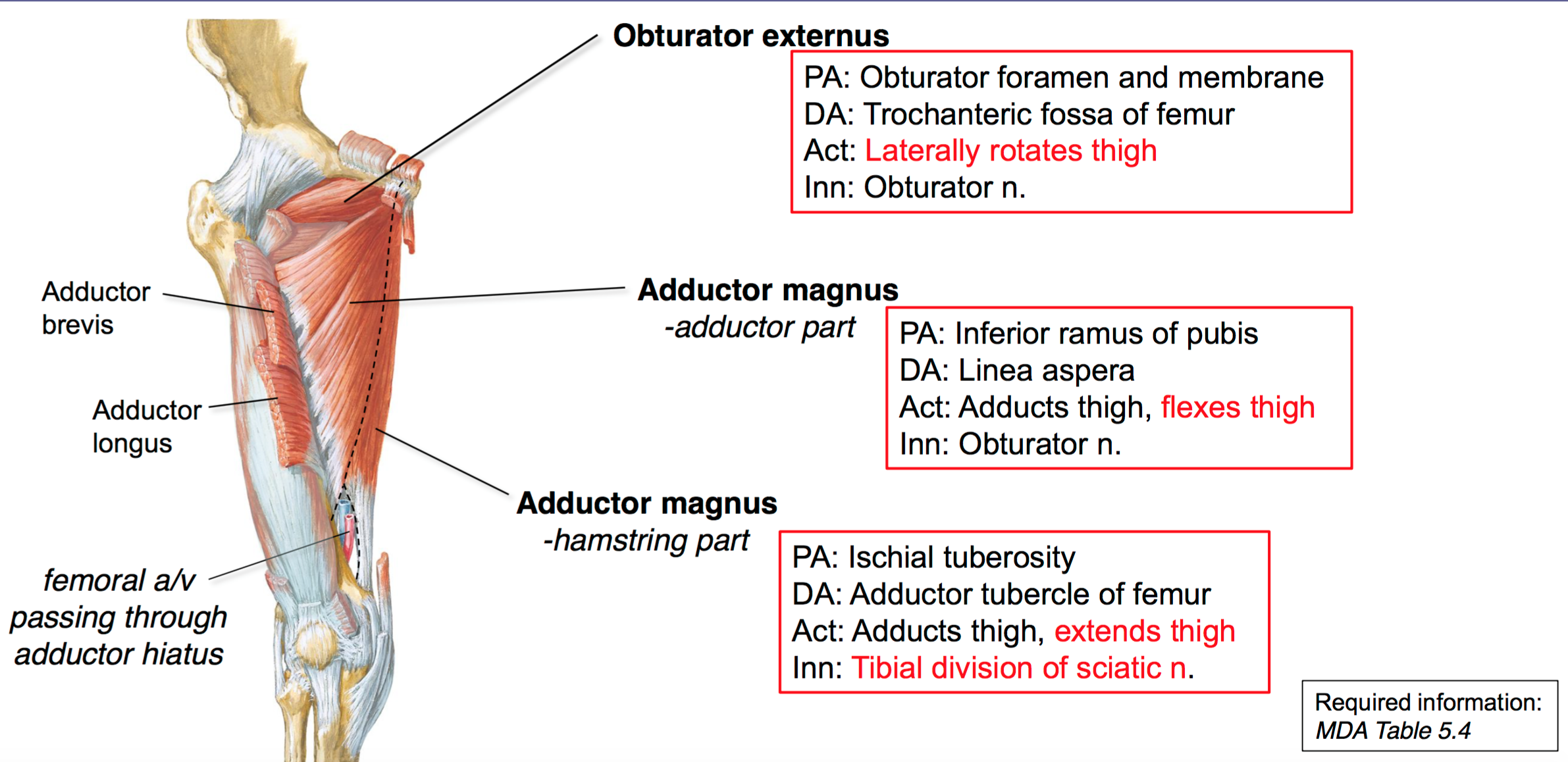 Adductor Hiatus Posterior
