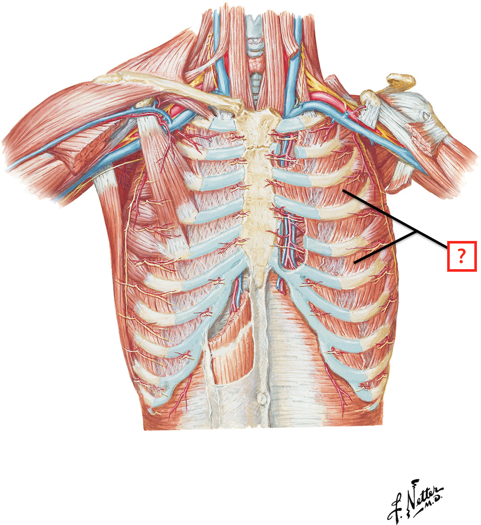 Transverse Thoracic Muscle