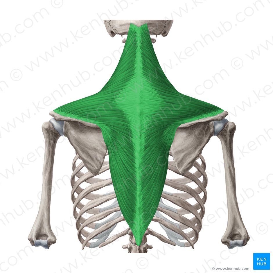 Back, Arm, & Forearm Muscles Flashcards | Memorang