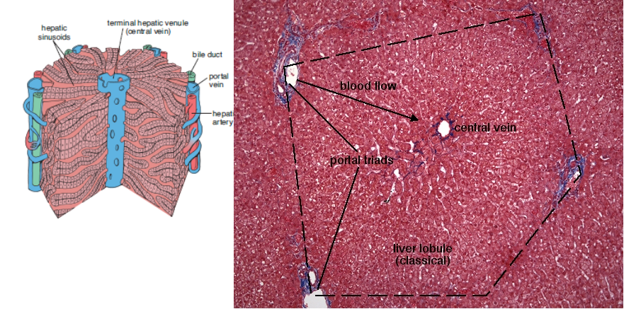 Liver Histology Diagram