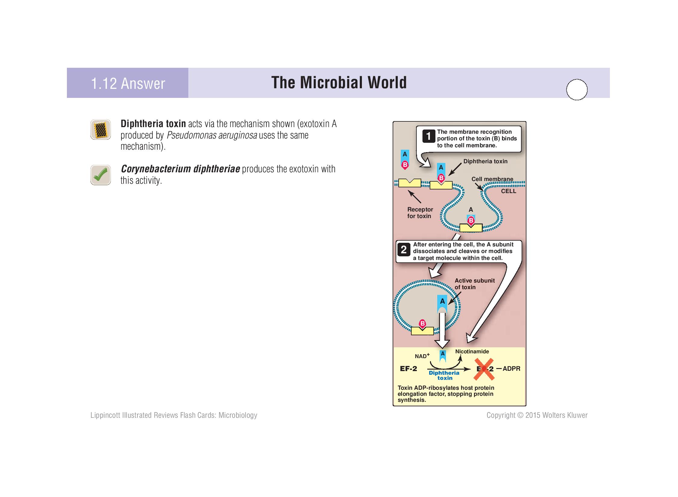 Microbiology Flashcards | Memorang